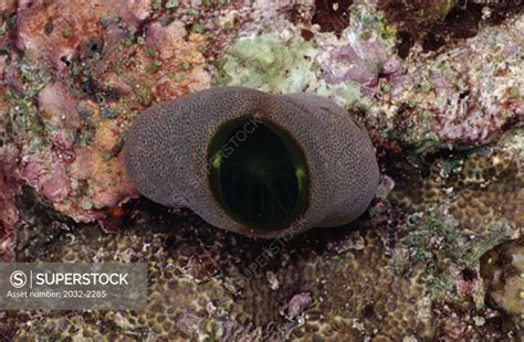 High Angle View Of A Sea Squirt Atriolum Robustum Underwater SuperStock