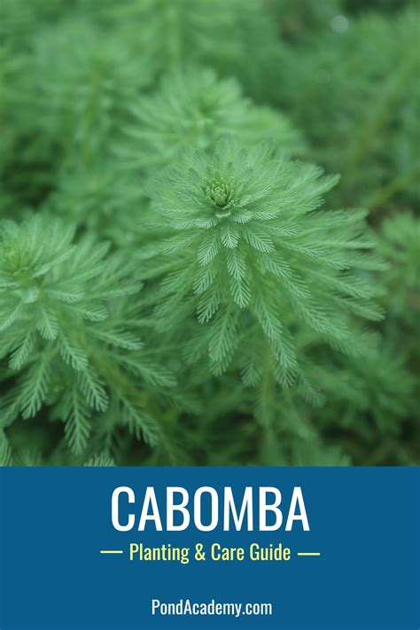 Cabomba Pond Plant Care And Grow Guide