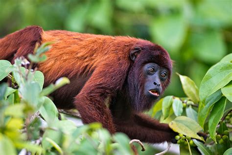Wildlife Fact Sheet Howler Monkeys Rainforest Action Network