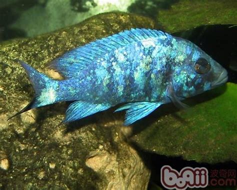 藍寶石魚的外形特點 愛寵物咨詢網