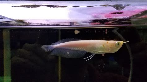 ブラックアルビノシルバーアロワナベビー入荷 春日井熱帯魚 名古屋のペットショップリミックスペポニ