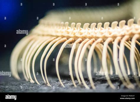 Snake Skeletons Of Reticulated Python Python Reticulatus The