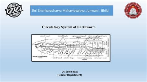Earthworm Circulatory System Copy Of Anatomy Of A Worm