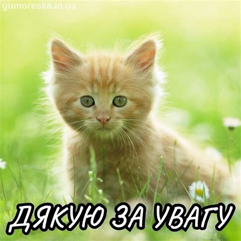 Дякую за увагу картинки і листівки скачати ТОП 25