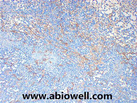 免疫组织分析艾碧维生物官网