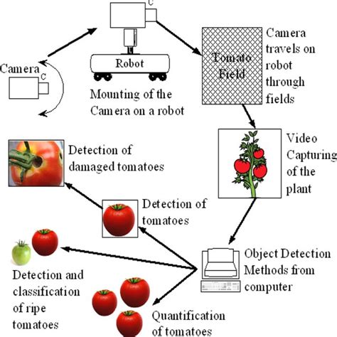 Flowchart For The Detection And Classification Of Ripened Tomatoes Download Scientific Diagram