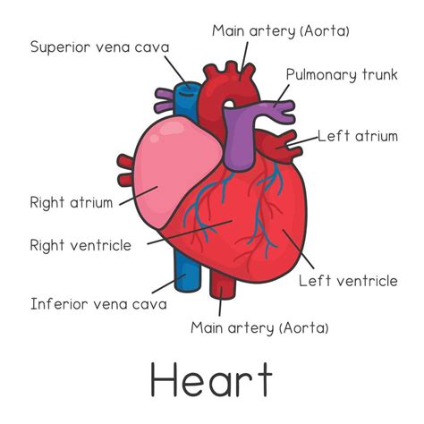 Heart Diagram Chart And Vocabulary In Science Subject Kawaii Doodle