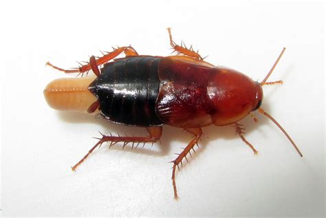 Cockroach Pest Control Extermination Burlington Oakville Milton