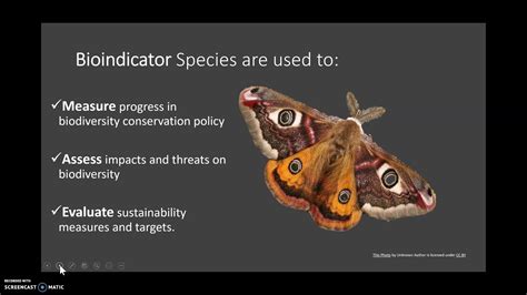 Bioindicator Species Birds Youtube