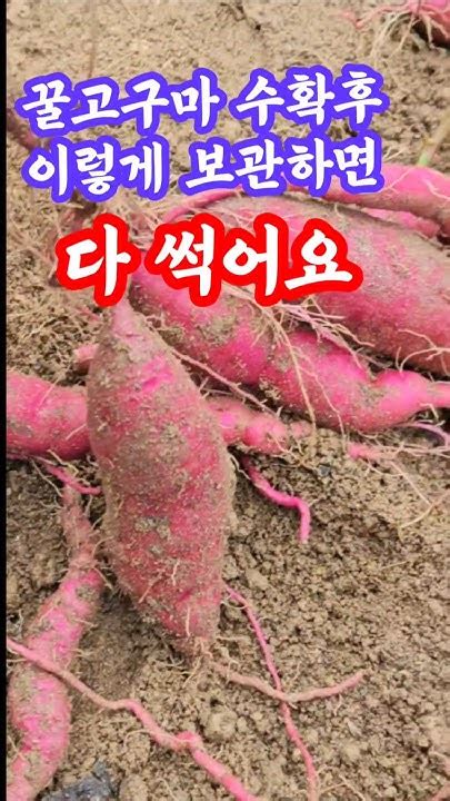 💥고구마 캐는날 쉽게 캐는방법 과 고구마 보관전 꼭 해야할일 Youtube