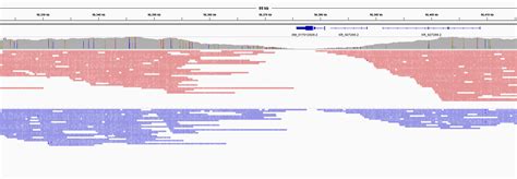 discrepancy between mosdepth coverage and bam profiles on igv · issue