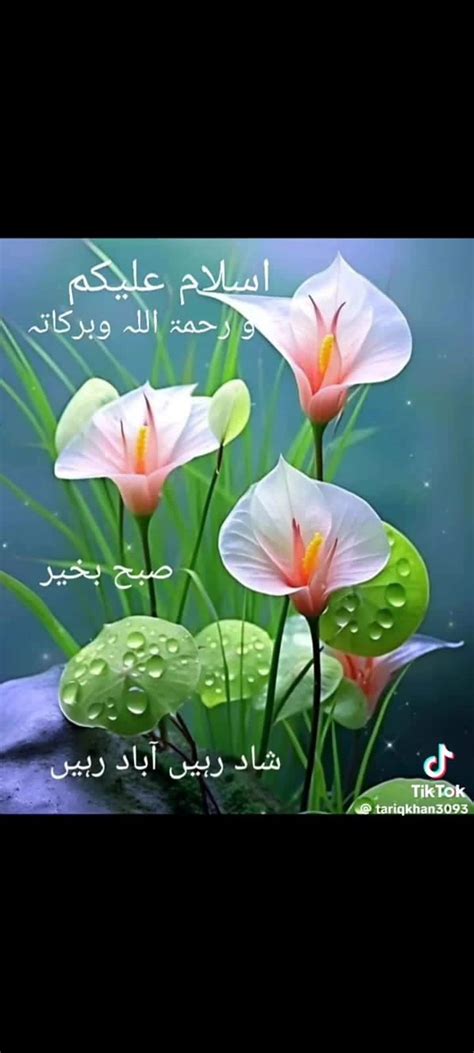 Shabbir Khan Posted On Linkedin