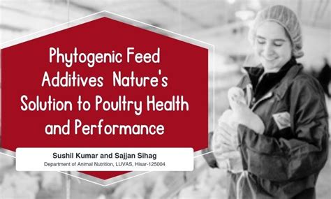 Phytogenic Feed Additives Natures Solution To Poultry Health And Performance Sr Publications