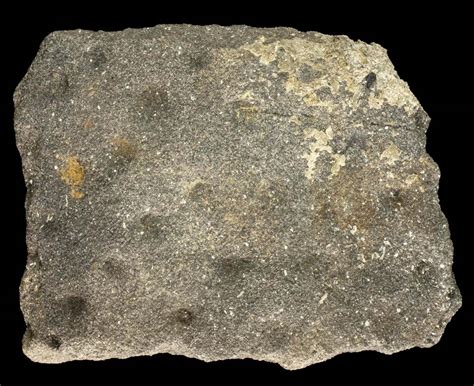 Stigmaria Fossil Historic Jamestowne