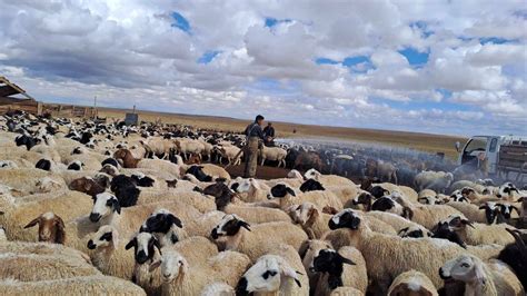 Шимэгчдэх өвчнөөс урьдчилан сэргийлэх мал угаалгын ажил явагдаж байна МАЛ ЭМНЭЛГИЙН ГАЗАР