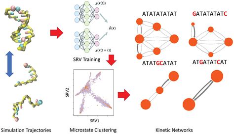Pair Up The Nucleotide Bases With Their Complementary Partners