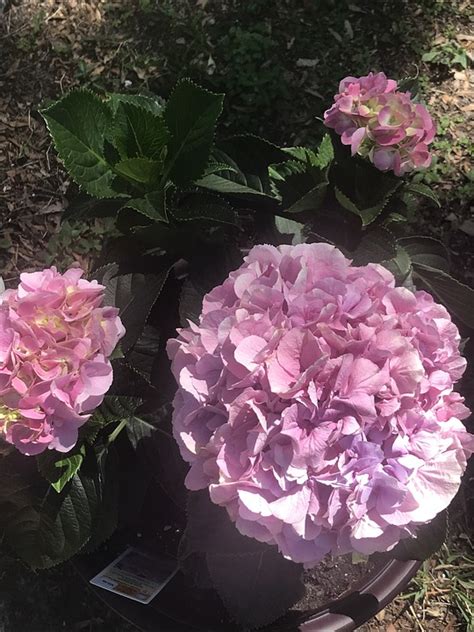 분홍 수국 블 Pixabay의 무료 사진 Pixabay