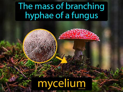 Mycelium Definition And Image Game Smartz