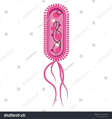 Escherichia Coli Bacteria Scientific Vector Illustration Stock Vector