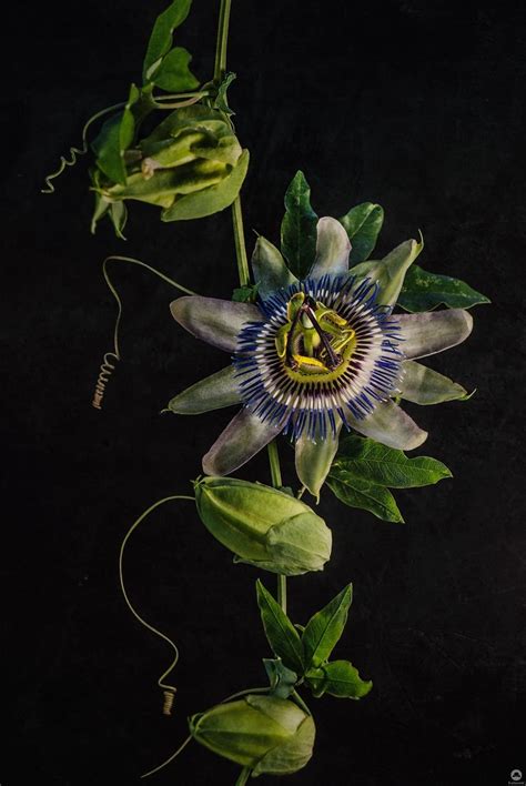 Feeding Passion Flower Vines How To Fertilize A Passion Flower Vine