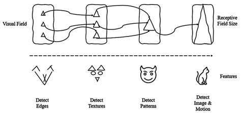 Encoding The Photoreceptors Of The Human Eye PMC