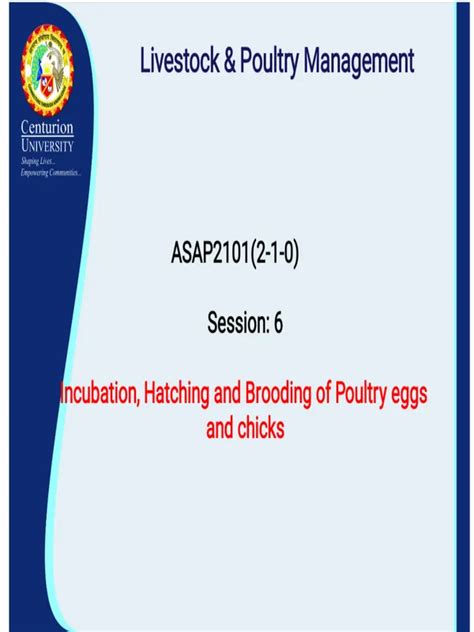 Ppt 12 Incubation Hatching And Brooding Of Poultry Eggs And Chicks Pdf A4agriculture