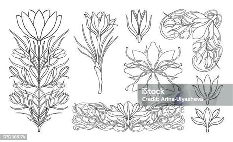 아르누보 19201930의 꽃 크로커스 식물 선 나뭇잎 꽃이 엮인 선형 스타일의 손으로 그린 크로커스 아르누보에 대한 스톡 벡터 아트 및 기타 이미지 Istock