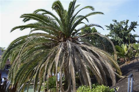 Fusarium Wilt Arborwell Professional Arborists And Tree Care