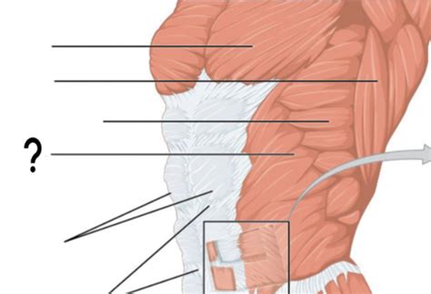 Abdomen Flashcards Quizlet