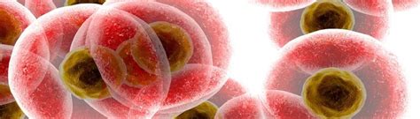 Methods For Cell Cycle Analysis Biocompare