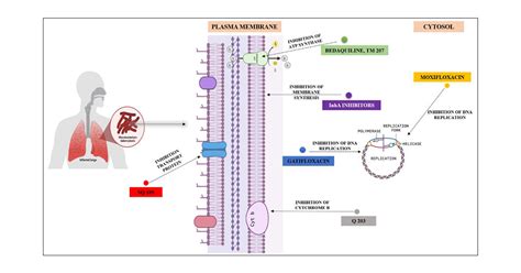 Overcoming Mycobacterium Tuberculosis Drug Resistance Novel