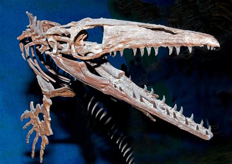 Mosasaur Fossil