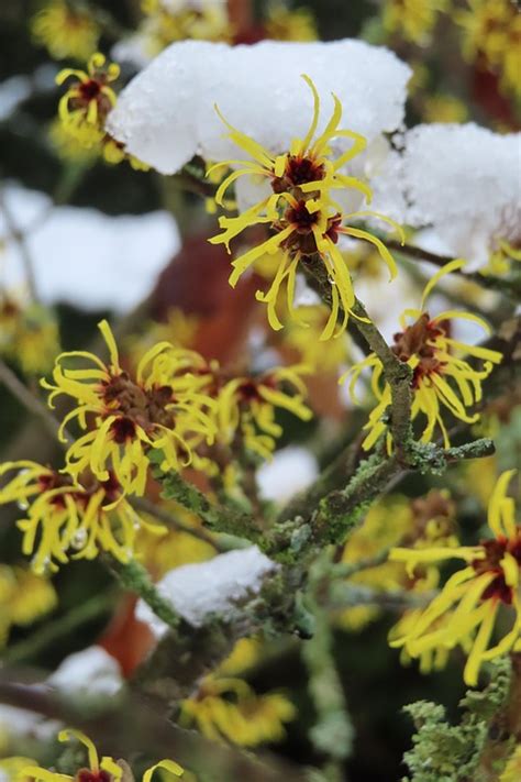 Witch Hazel Shrub Nature Free Photo On Pixabay