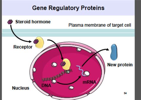 Gene Regulation Flashcards Quizlet