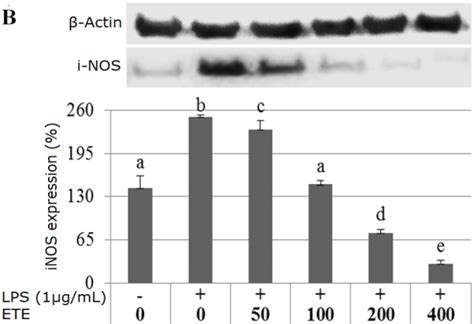Effects Of Euphorbia Tithymaloides Ethanol Extract On No Production A Download Scientific