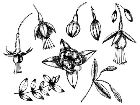 Premium Vector Vector Set Of Branches Of Fuchsia Flowers On White Background Different Fuchsia