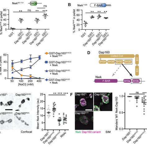 Periactive Zone Proteins Exhibit Broad Localization But Discrete