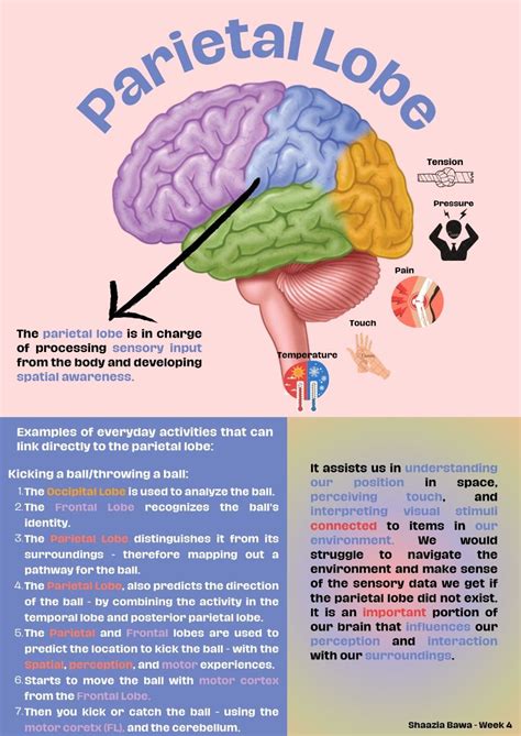 Function Of The Parietal Lobe Psychology Neuroscience Neurology