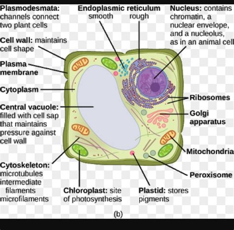 What Are The Parts Of And Plant Cell And Their Functions With Diagram