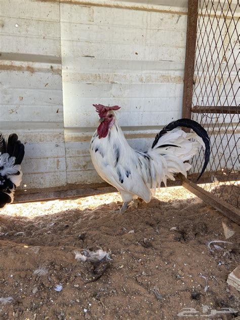 ديك ودجاجه حباحب موقع حراج