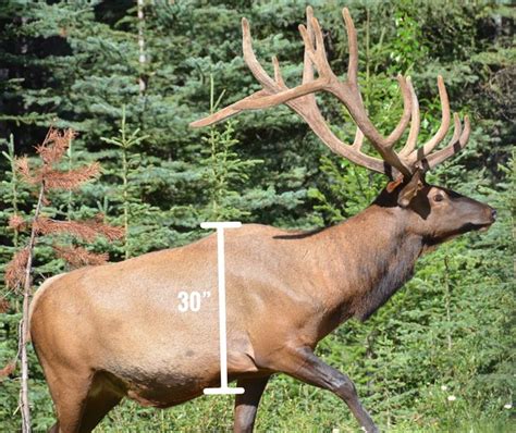 How To Score And Field Judge Elk Part 2 Gohunt The Hunting Company
