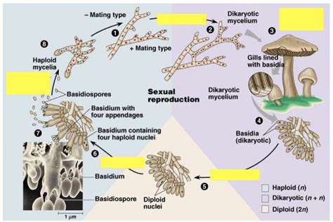Life Cycle Of Basidiomycota Diagram Quizlet