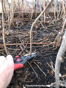 Prune Raspberry Canes