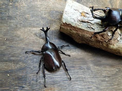Beetle As A Pet A Complete Guide For Beginner Animal Sound