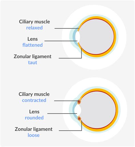 Eye Anatomy Vision Direct Au