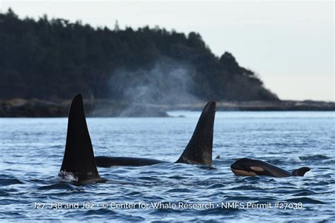 Center For Whale Research Friday Harbor Wa