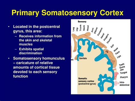 Ppt Neurophysiology Powerpoint Presentation Id 168209