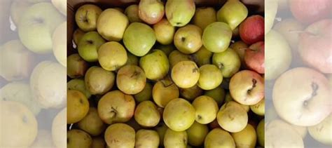 Яблоки купить в Воронеже Товары для дома и дачи Авито