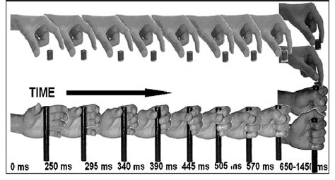 Stimulus Sequence For Experiment 3 Download Scientific Diagram