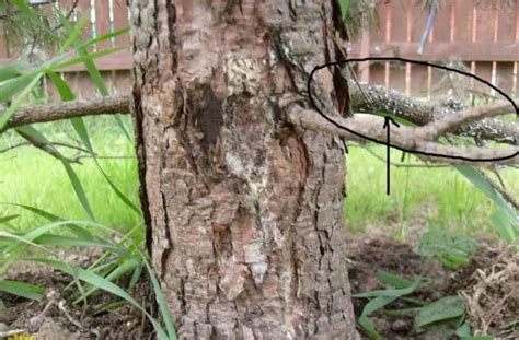 Scotch Pine Diseases And Their Treatment Photo Healthy Food Near Me